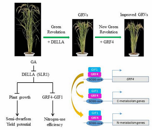 遗传所在赤霉素信号途径调控作物氮肥高效利用研究中取得重要进展