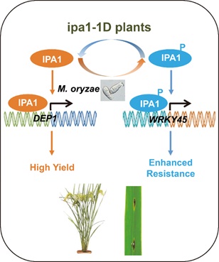遗传所揭示水稻理想株型基因IPA1高产抗病的分子机理