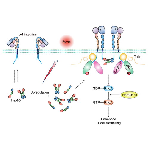 生化与细胞所陈剑峰研究组发现发热促进免疫细胞迁移的分子机制