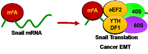 中山大学王红胜课题组在m6A调控肿瘤细胞上皮间质化方向取得新进展