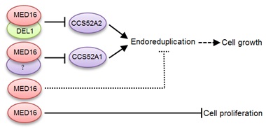 遗传所李云海研究组发现了细胞和器官大小调控的新机制