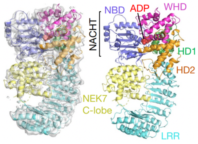 北京大学毛有东课题组与合作者在《自然》发表NLRP3炎症小体激活新机制
