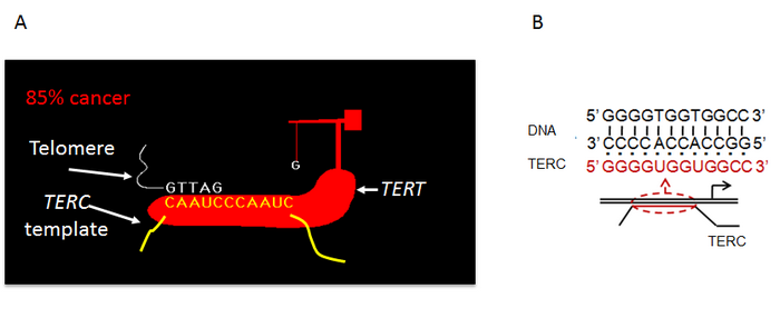 中山大学赵勇团队发现端粒酶组分TERC的新功能