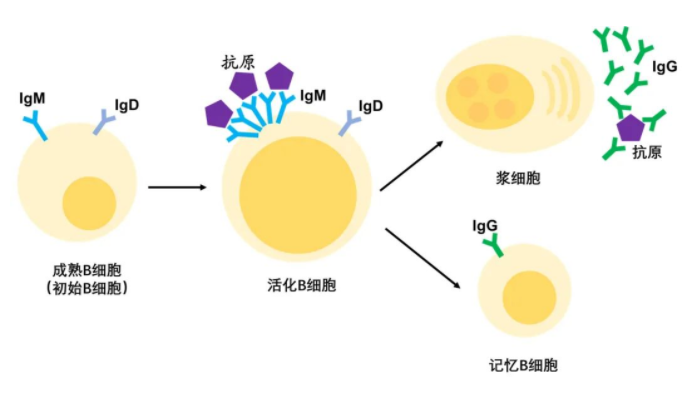 西湖大学施一公团队《Science》发文首次揭示人源IgM-B淋巴细胞受体组装的分子机制