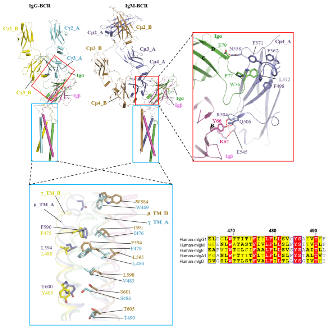 哈工大黄志伟课题组《Science》发文揭示人B细胞受体复合物组装的分子机制