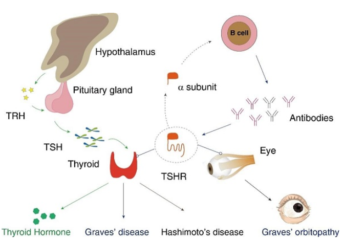 上海药物所徐华强联合国内合作者《Nature》发文揭秘自身免疫性甲亢甲减的分子机制