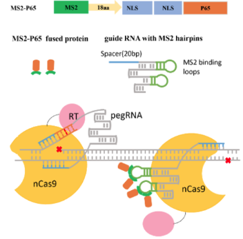 天津工业生物所通过先锋转录因子P65的招募提高引导编辑效率