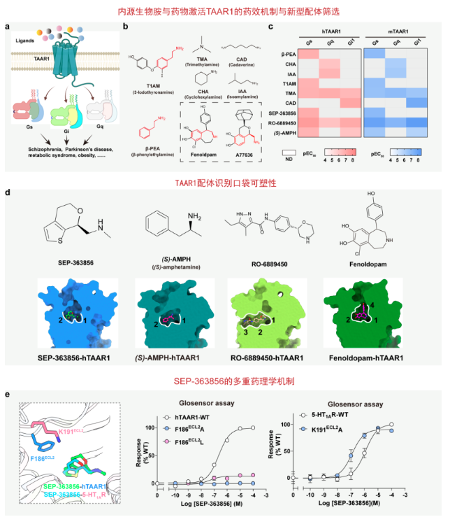 川大邵振华/颜微团队揭示痕量胺受体TAAR1的药理学机制