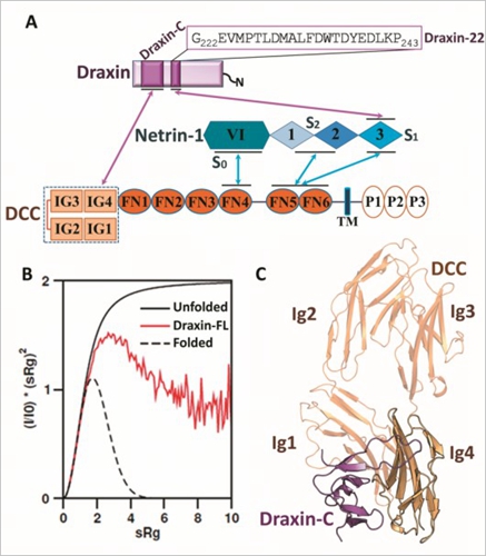 北大首次揭示DCC/Netrin/Draxin复合体对神经元轴突导向的调制机理